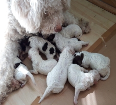 Lagotto romagnolo